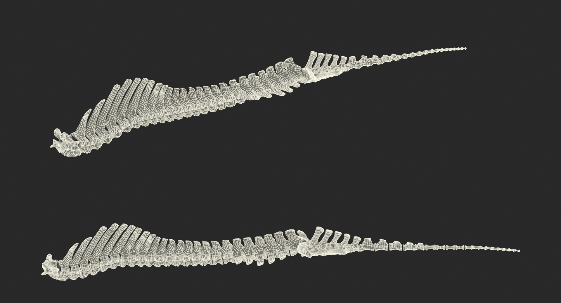 Animal Spine Vertebrae Bones 3D Model - TurboSquid 1337202
