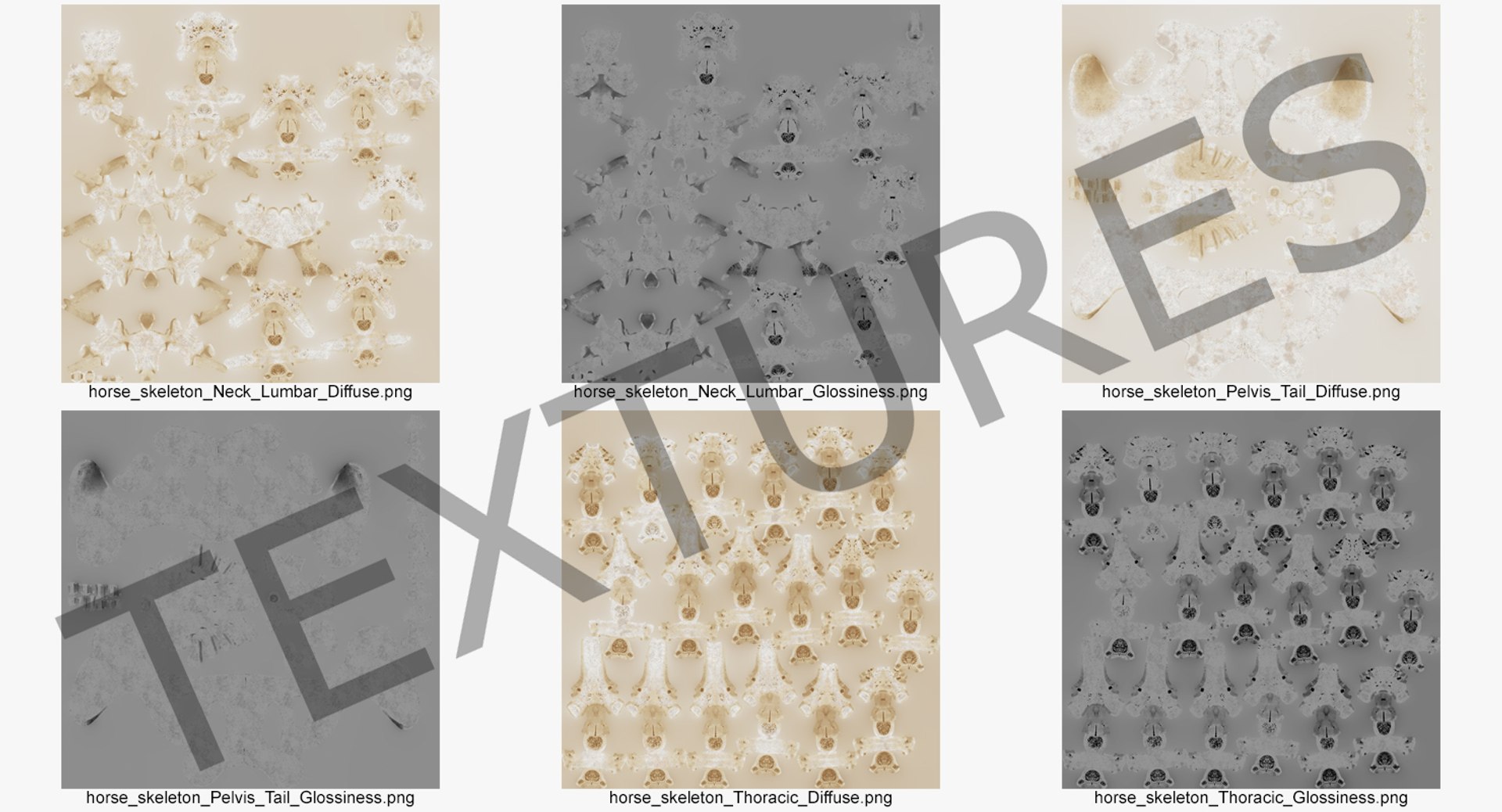 Animal Spine Vertebrae Bones 3D Model - TurboSquid 1337202