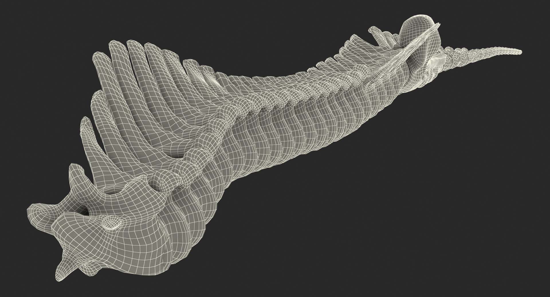 Animal Spine Vertebrae Bones 3D Model - TurboSquid 1337202