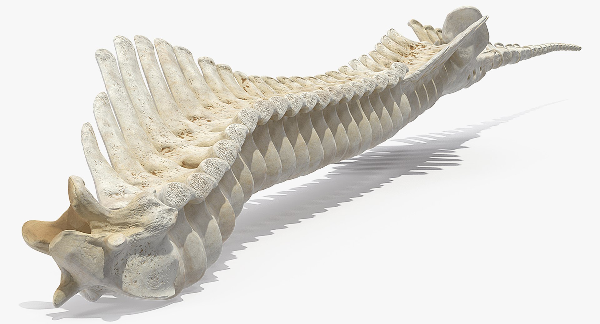 Animal Spine Vertebrae Bones 3D Model - TurboSquid 1337202