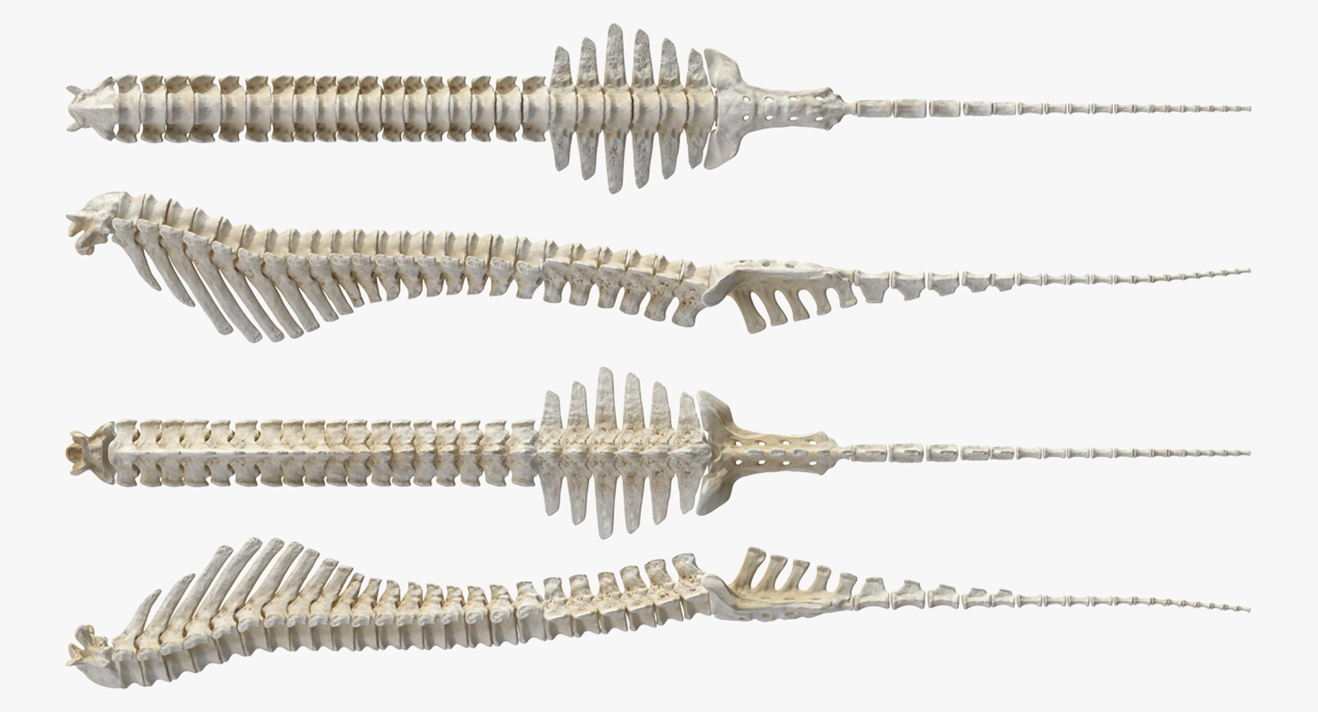 Animal Spine Vertebrae Bones 3D Model - TurboSquid 1337202
