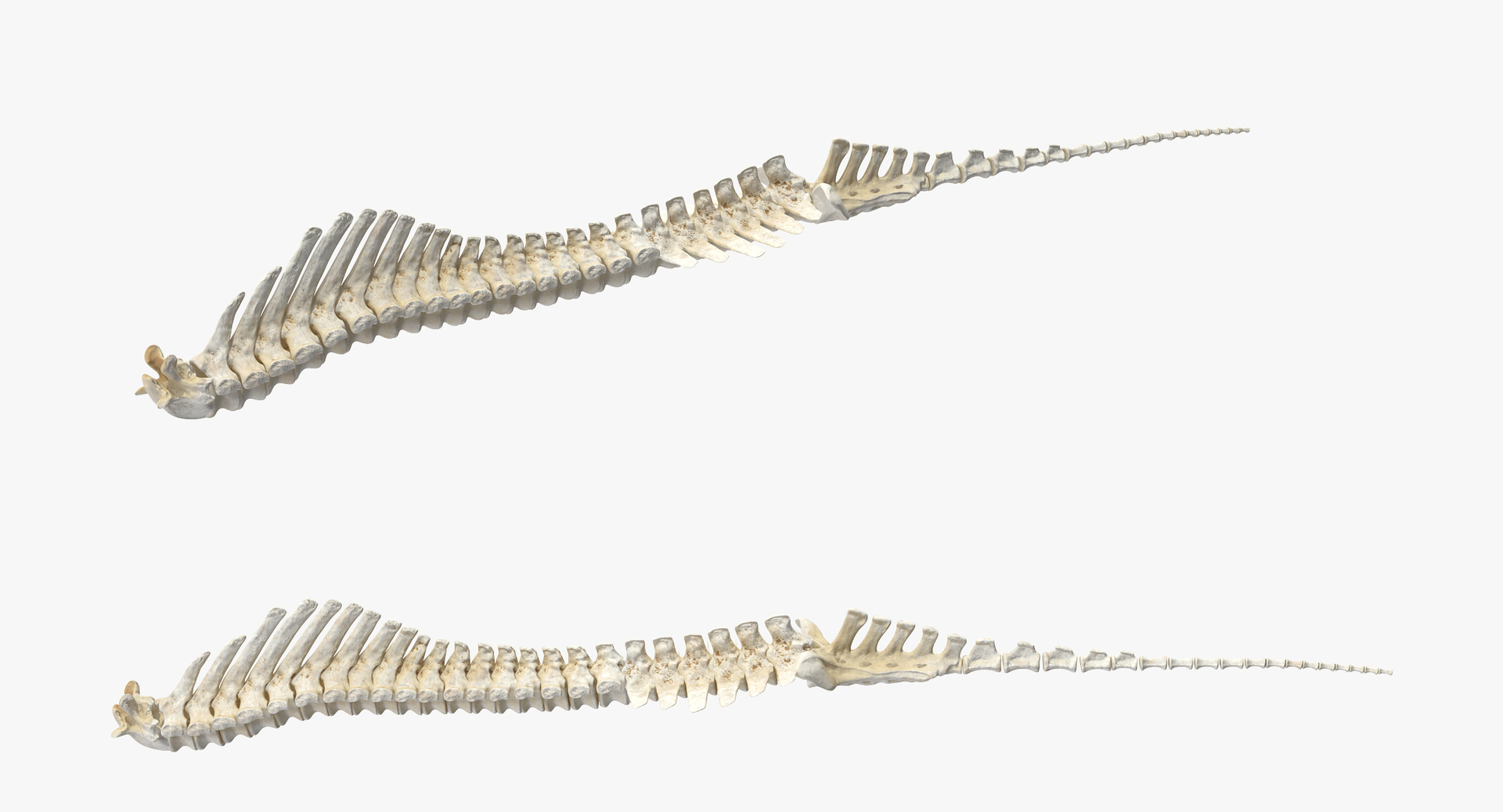 Animal Spine Bones