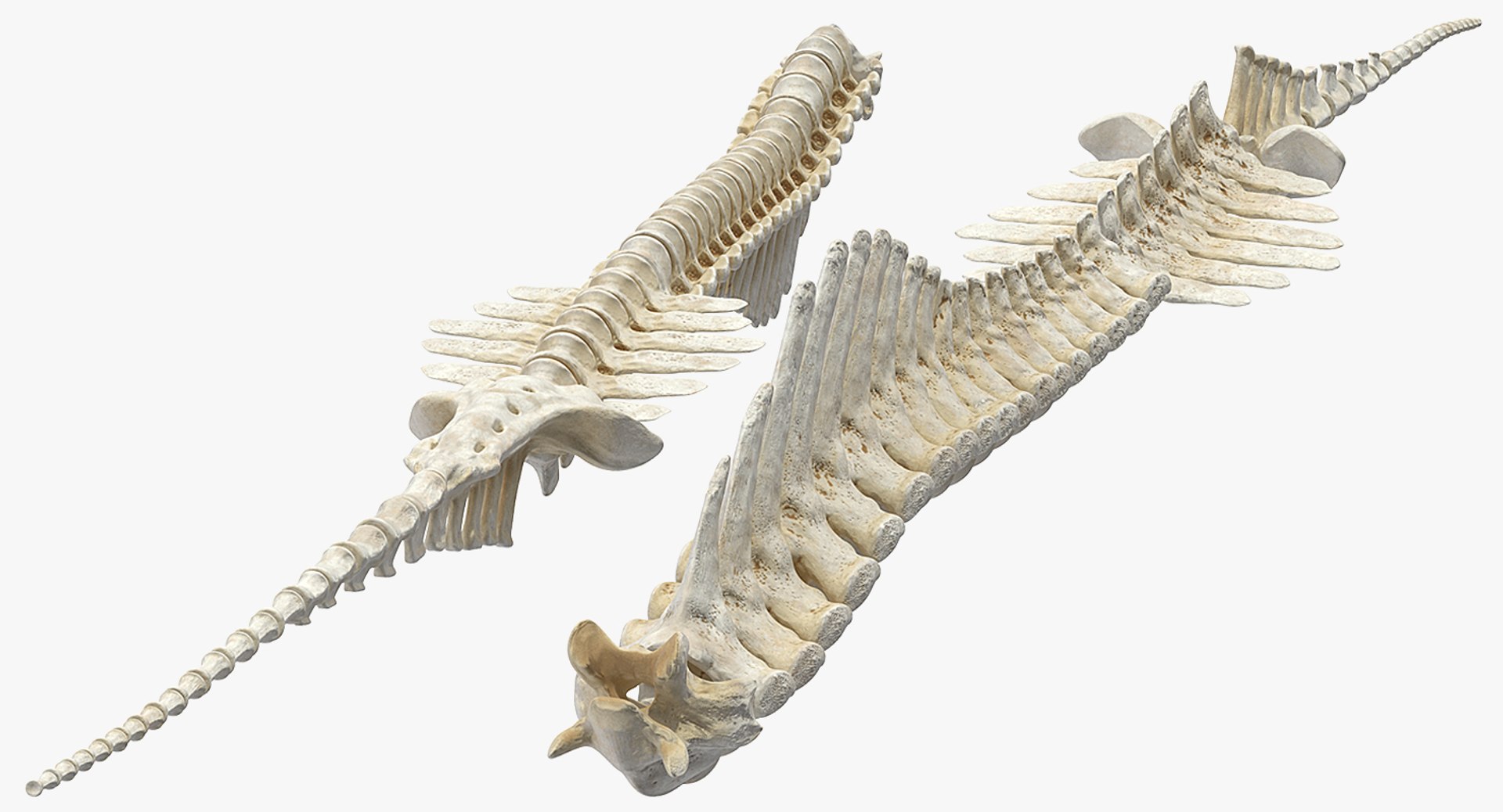 Animal Spine Vertebrae Bones 3D Model - TurboSquid 1337202