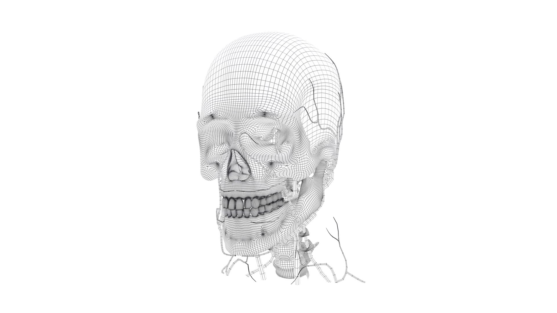 3D Model Arterial System V NEck And HEad III - TurboSquid 2429069