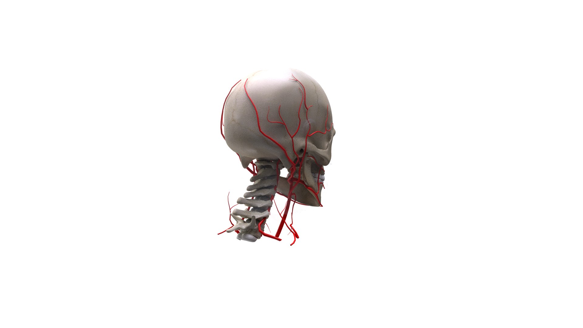 3D Model Arterial System V NEck And HEad III - TurboSquid 2429069