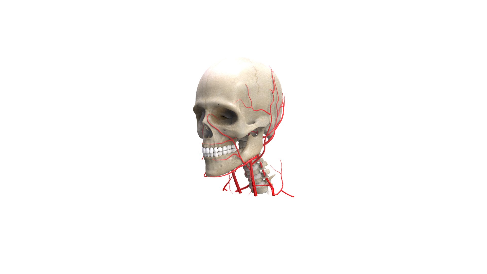 3D Model Arterial System V NEck And HEad III - TurboSquid 2429069