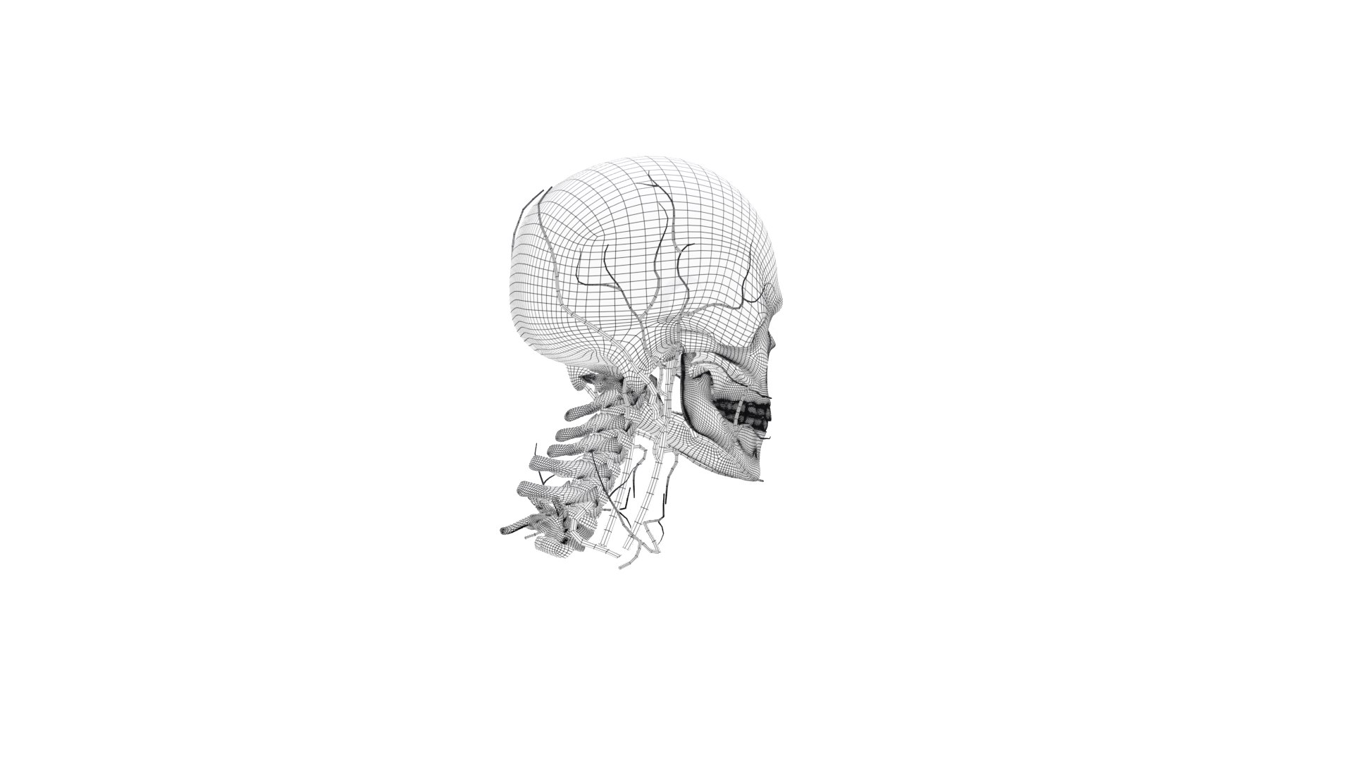 3D Model Arterial System V NEck And HEad III - TurboSquid 2429069