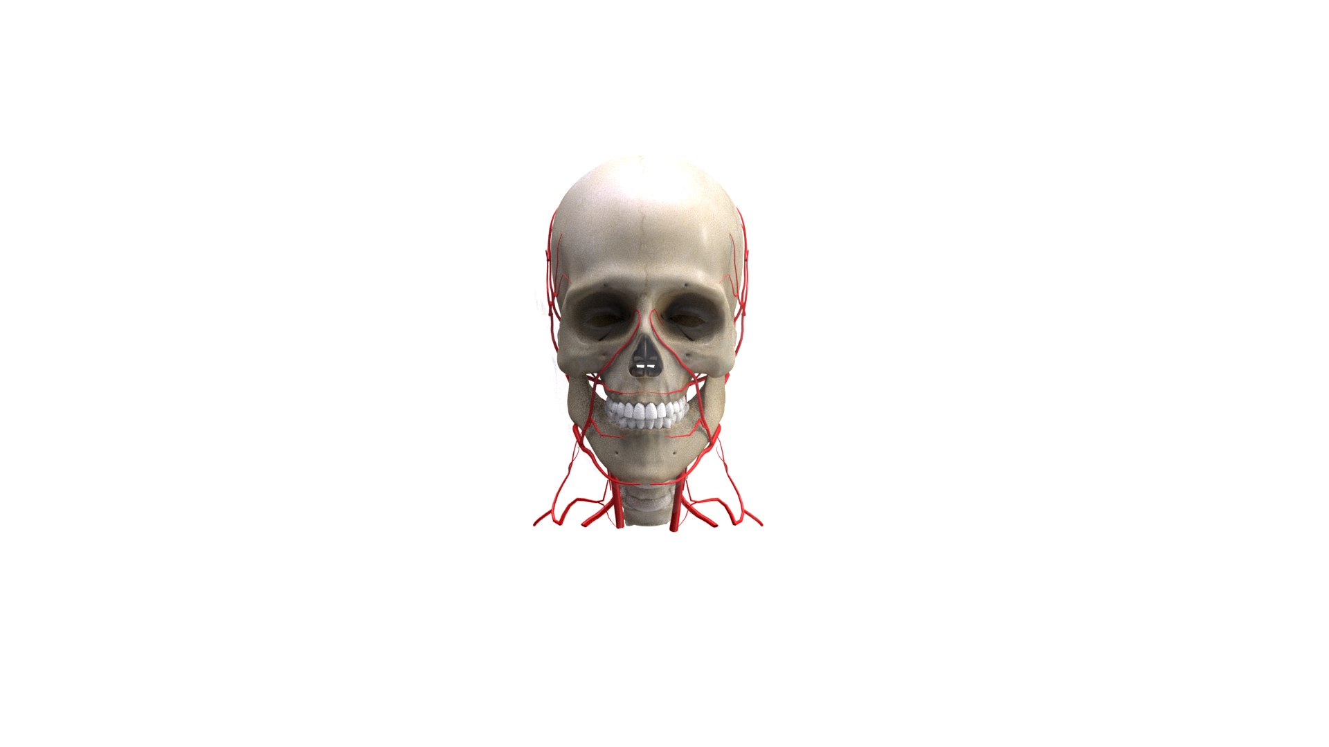 3D Model Arterial System V NEck And HEad III - TurboSquid 2429069