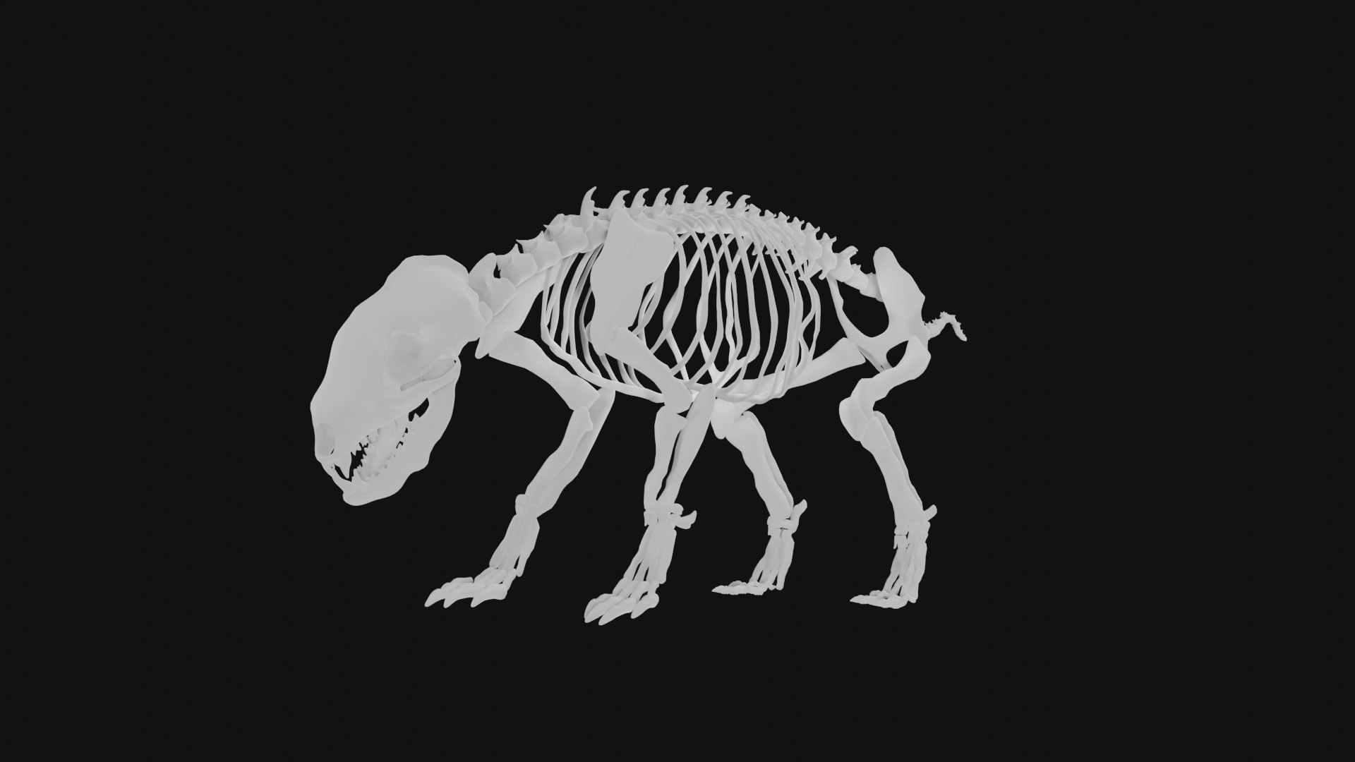 Badger Skeleton 3D model - TurboSquid 1992713
