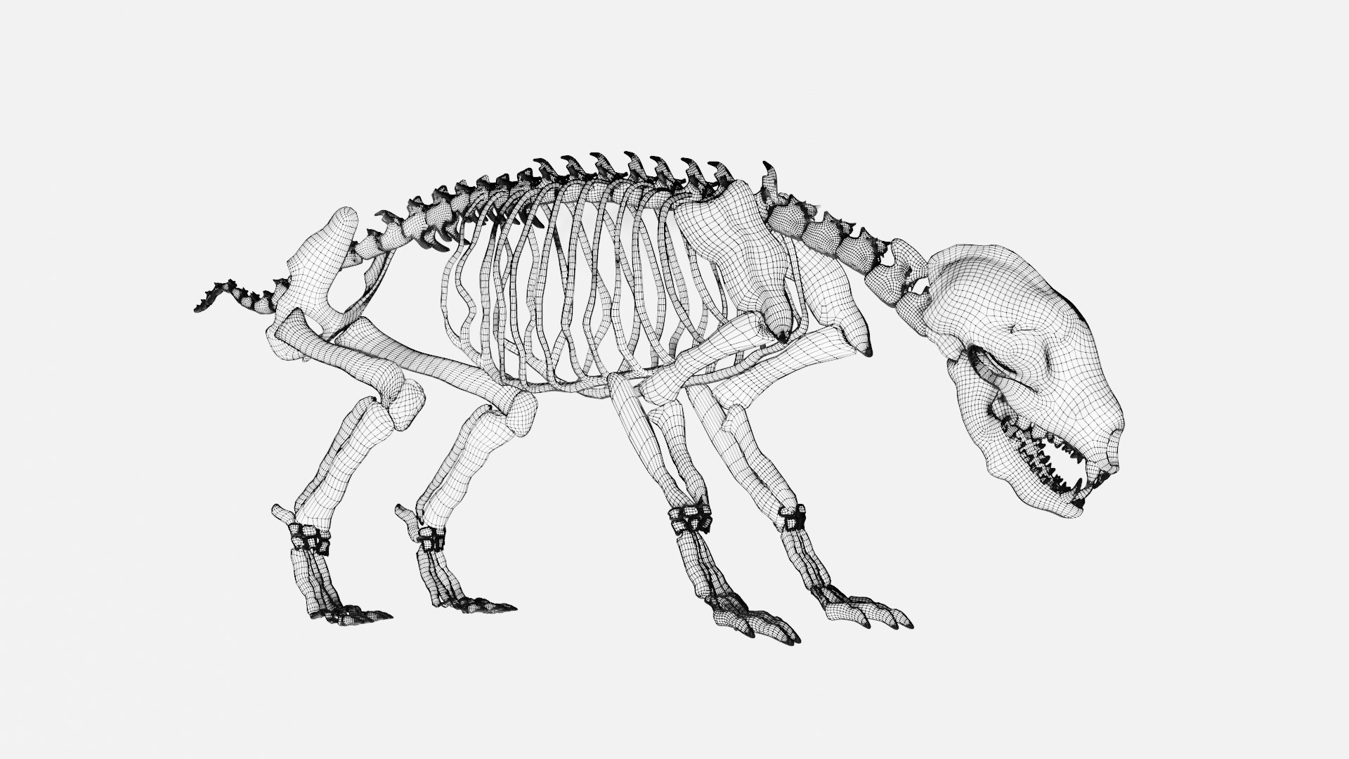 Badger Skeleton 3D model - TurboSquid 1992713