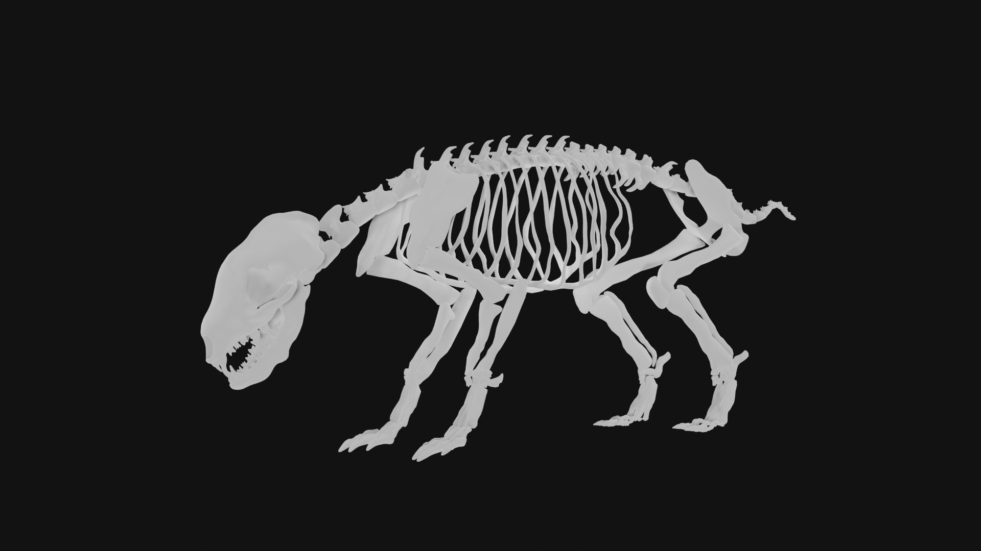 Badger Skeleton 3D model - TurboSquid 1992713