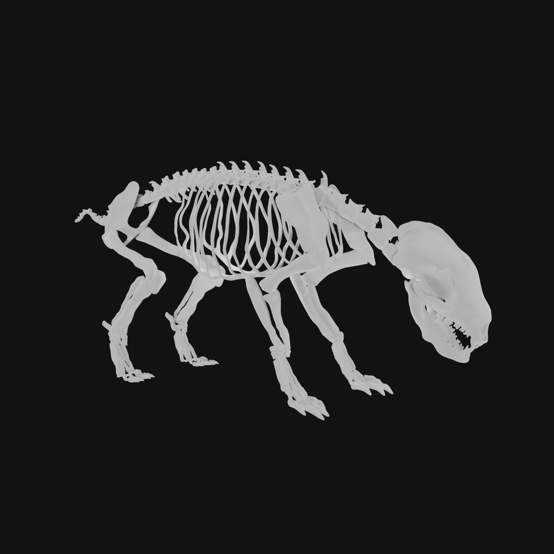 Badger Skeleton 3D model - TurboSquid 1992713