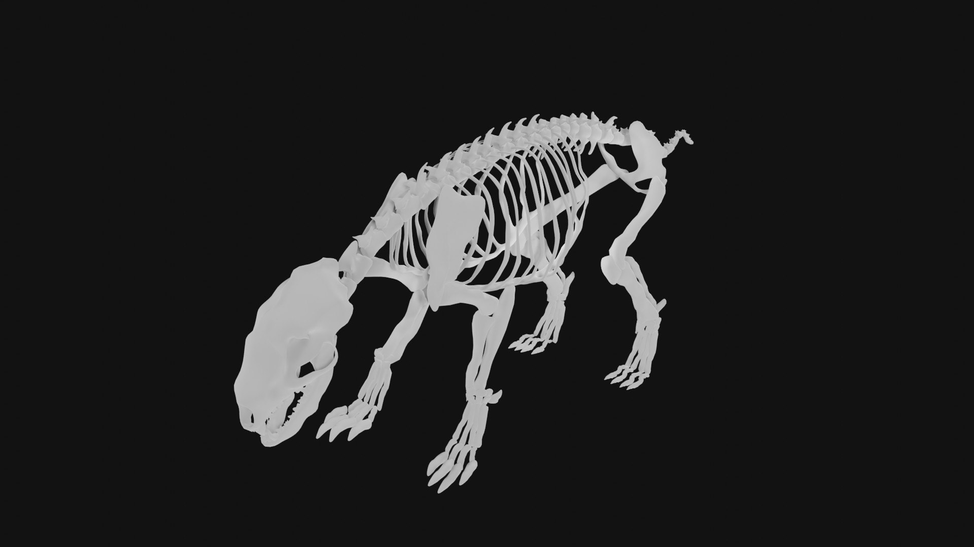 Badger Skeleton 3D model - TurboSquid 1992713