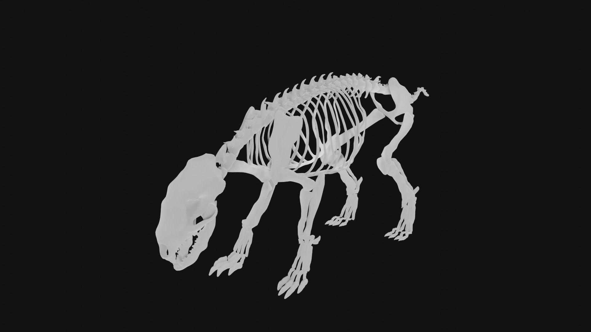Badger Skeleton 3D model - TurboSquid 1992713