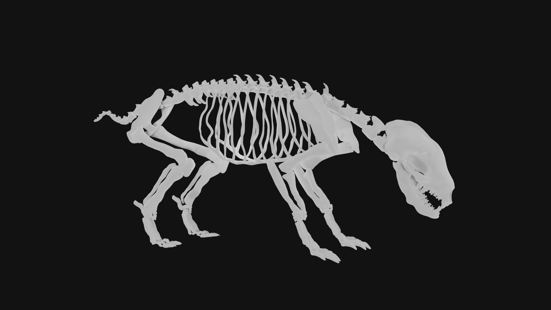 Badger Skeleton 3D model - TurboSquid 1992713