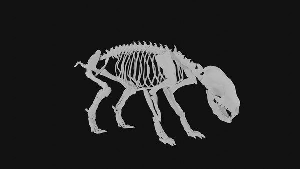 Badger Skeleton 3D model - TurboSquid 1992713