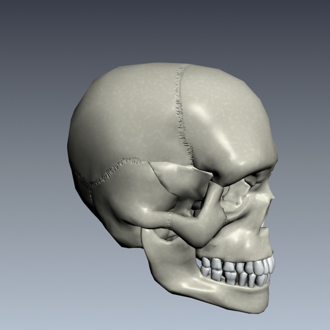 Human Skull Exploding 3d Model
