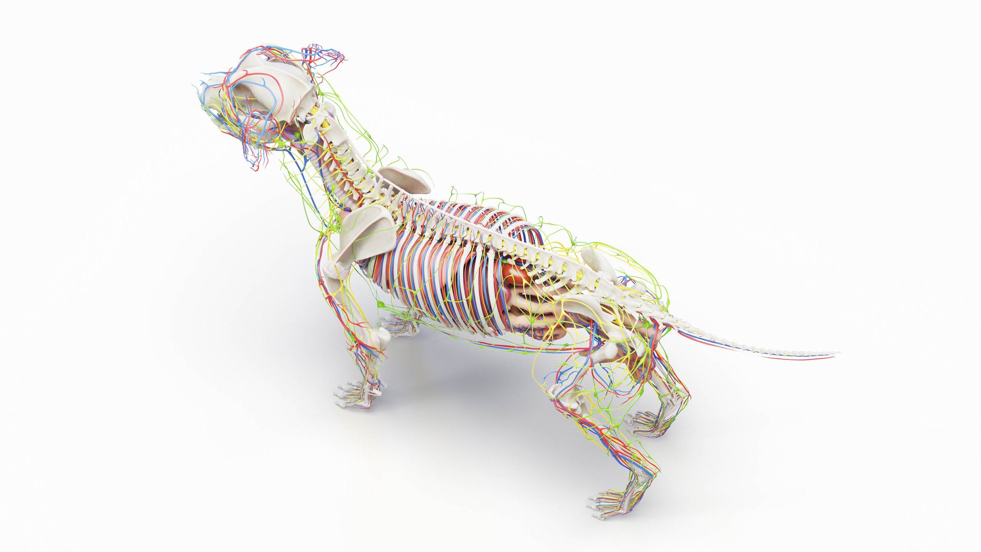 Full Dog Male Anatomy Static - Hair Cards Model - TurboSquid 2214893