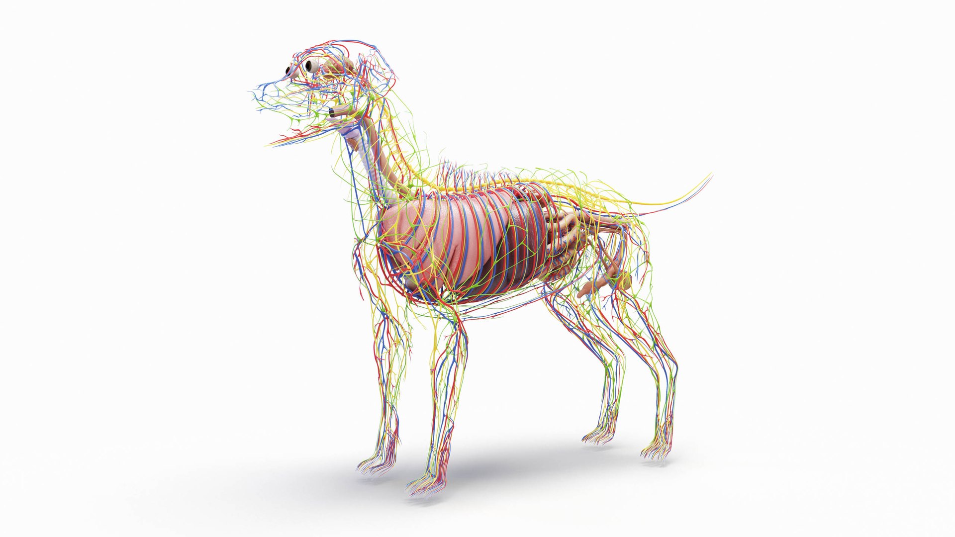 Full Dog Male Anatomy Static - Hair Cards Model - TurboSquid 2214893