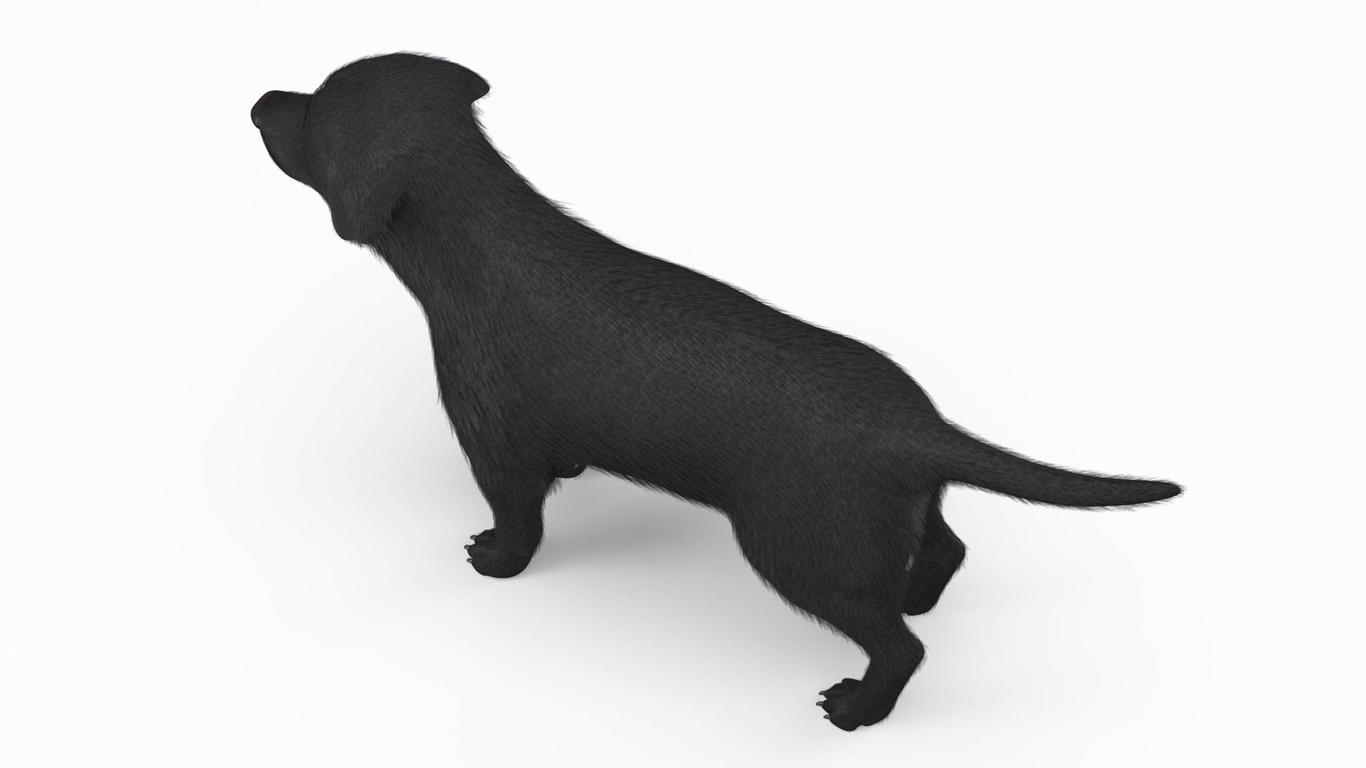 Full Dog Male Anatomy Static - Hair Cards Model - TurboSquid 2214893