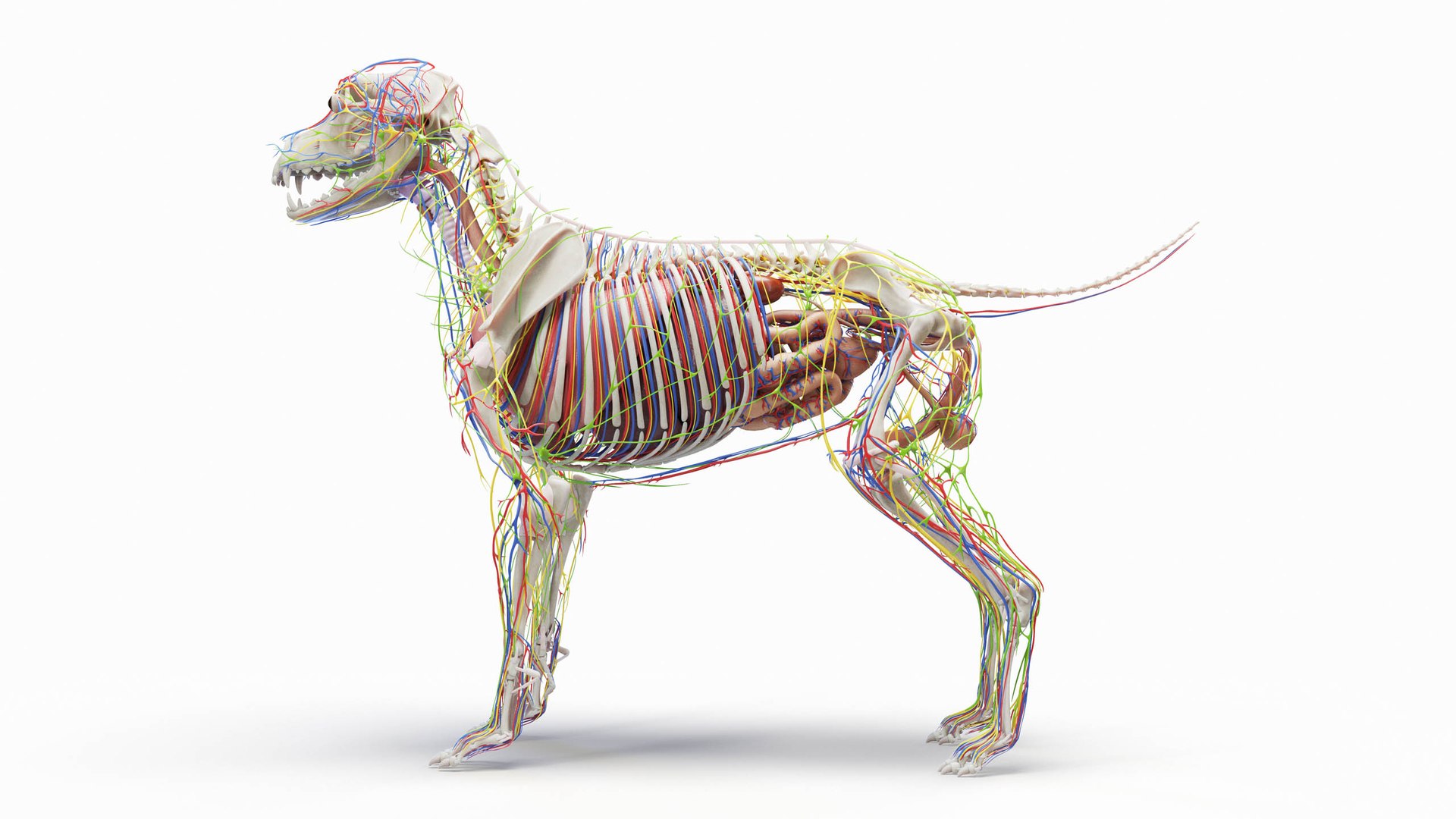 Full Dog Male Anatomy Static - Hair Cards Model - TurboSquid 2214893