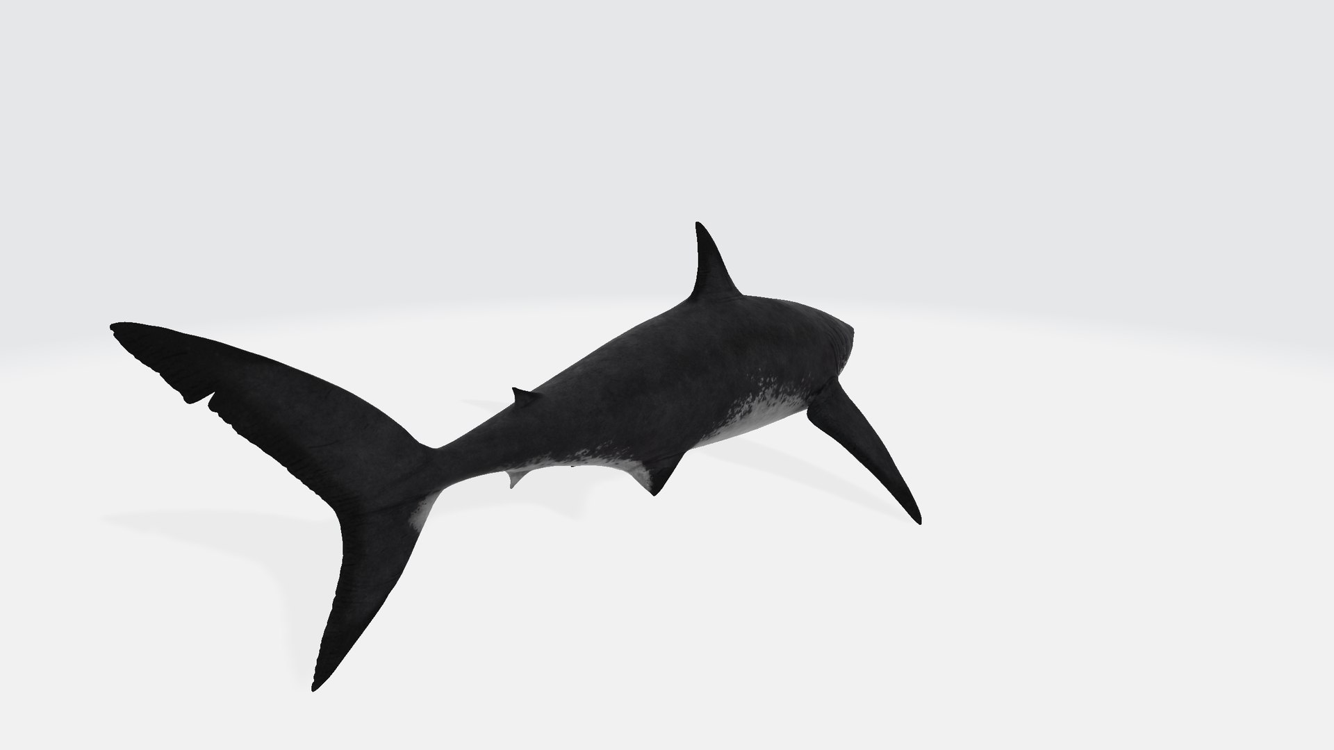 3D Model Megalodon - TurboSquid 2346272