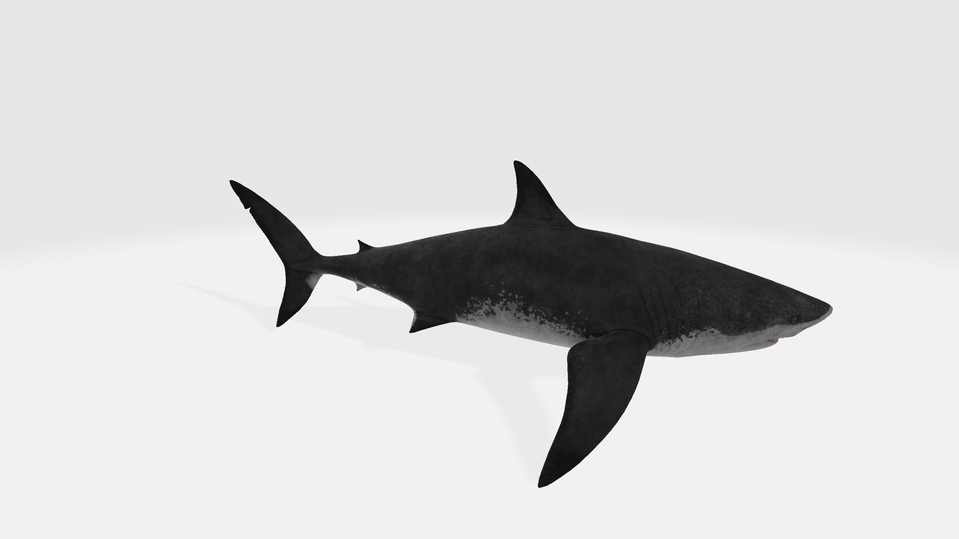 3D Model Megalodon - TurboSquid 2346272