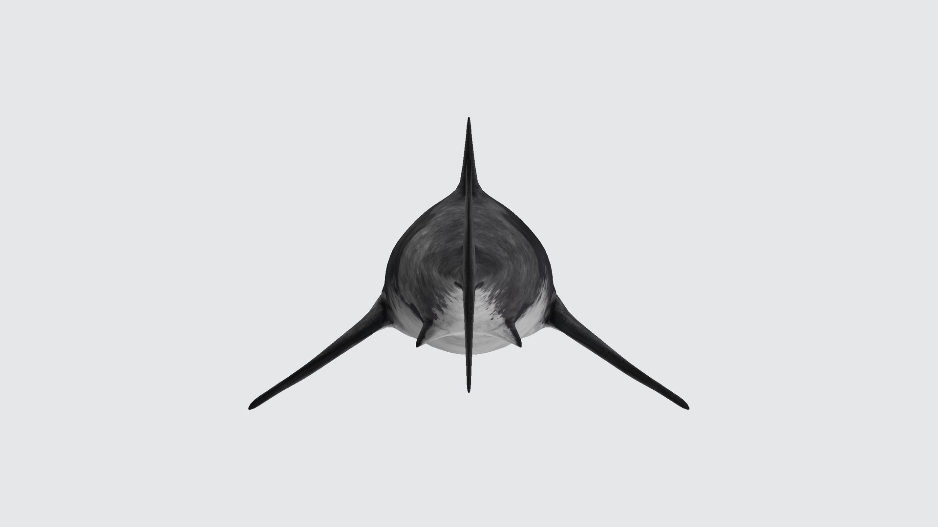 3D Model Megalodon - TurboSquid 2346272