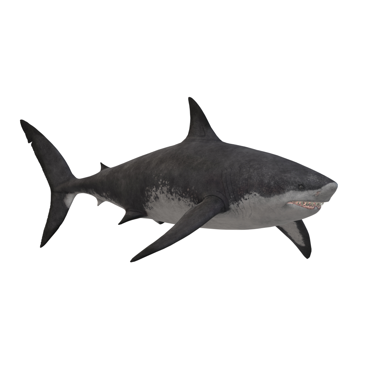 modelo 3d Megalodón - TurboSquid 2346272