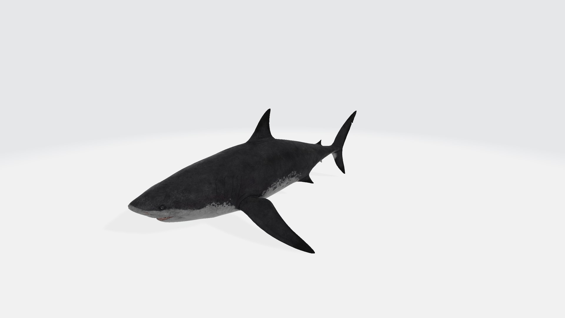 3D Model Megalodon - TurboSquid 2346272
