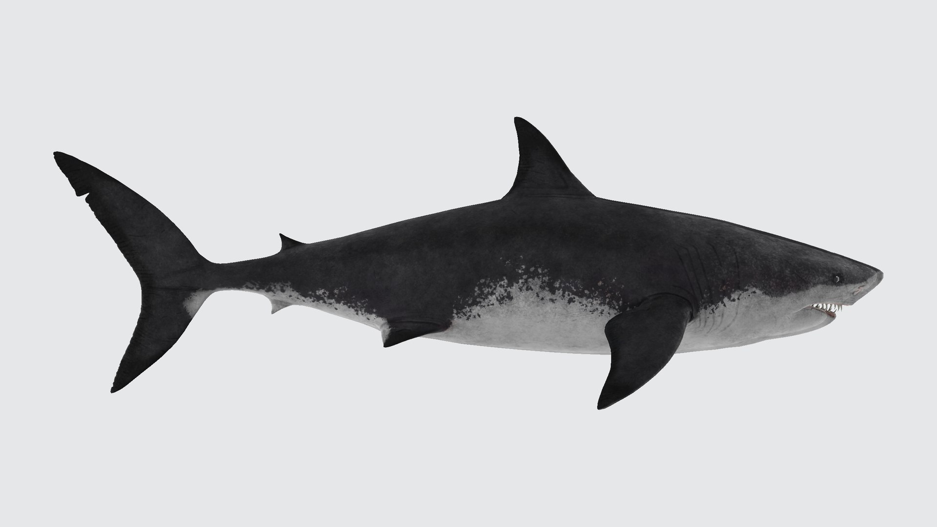 3D Model Megalodon - TurboSquid 2346272