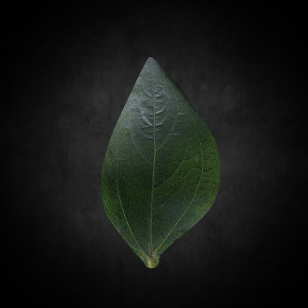 Low Poly Leaf 049 3D model - TurboSquid 1852407