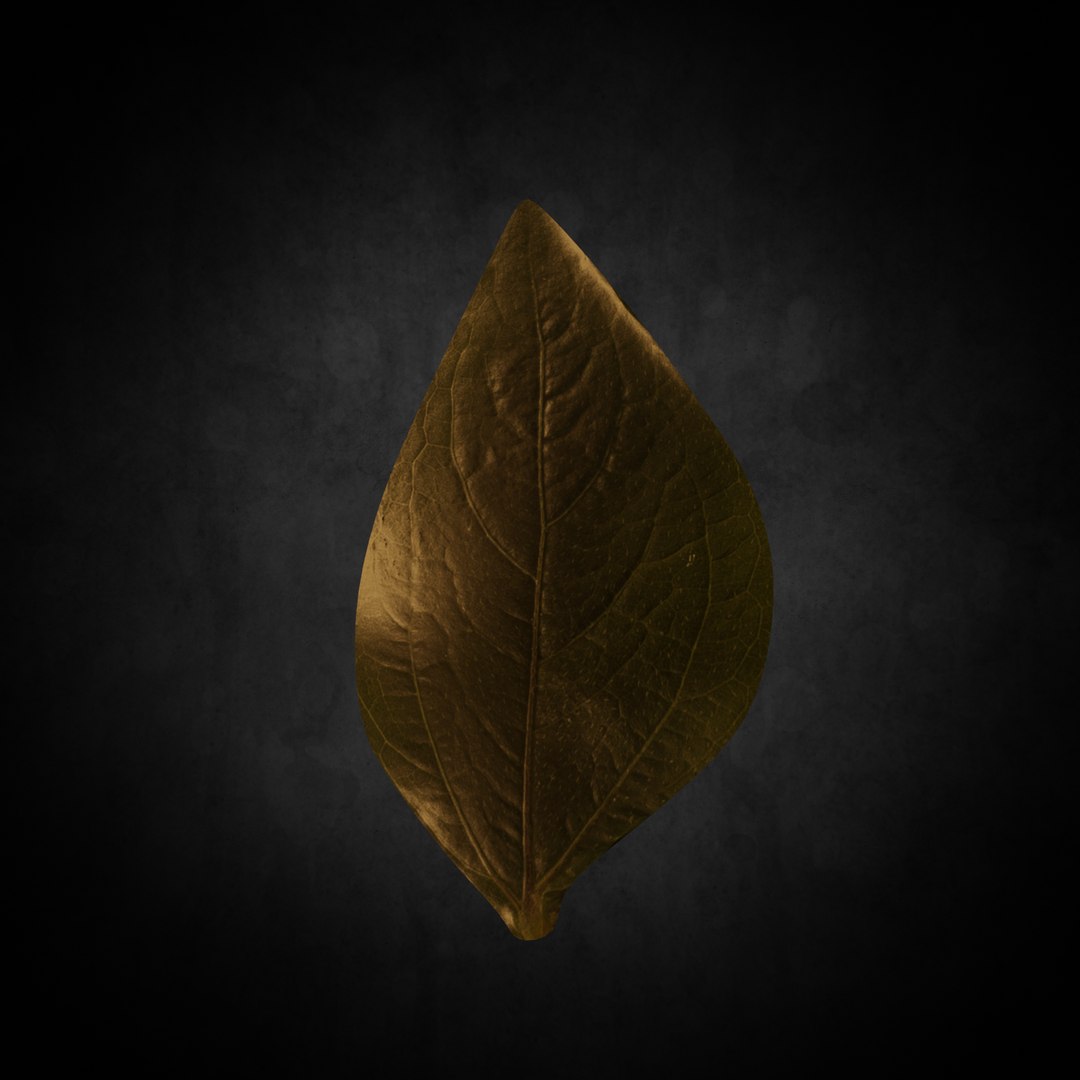 Leaf model - TurboSquid 1617363