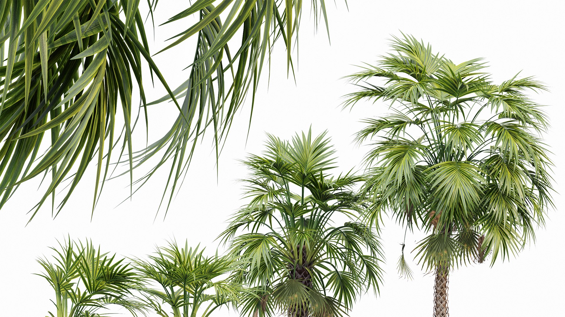 3D Model Sabal Palmetto Vray Max - TurboSquid 2254647