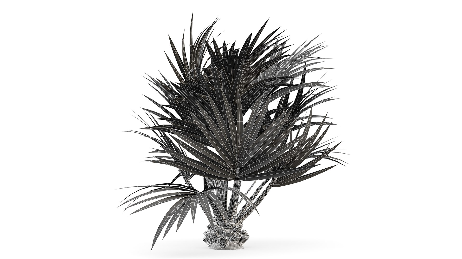 3D Model Sabal Palmetto Vray Max - TurboSquid 2254647