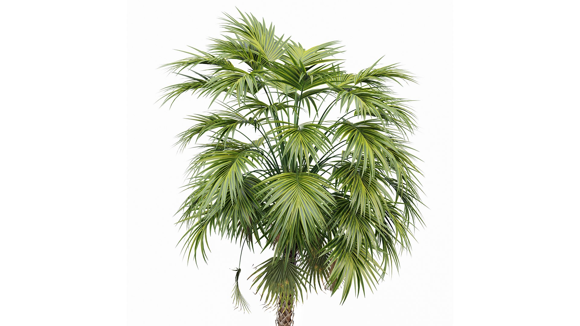 3D Model Sabal Palmetto Vray Max - TurboSquid 2254647