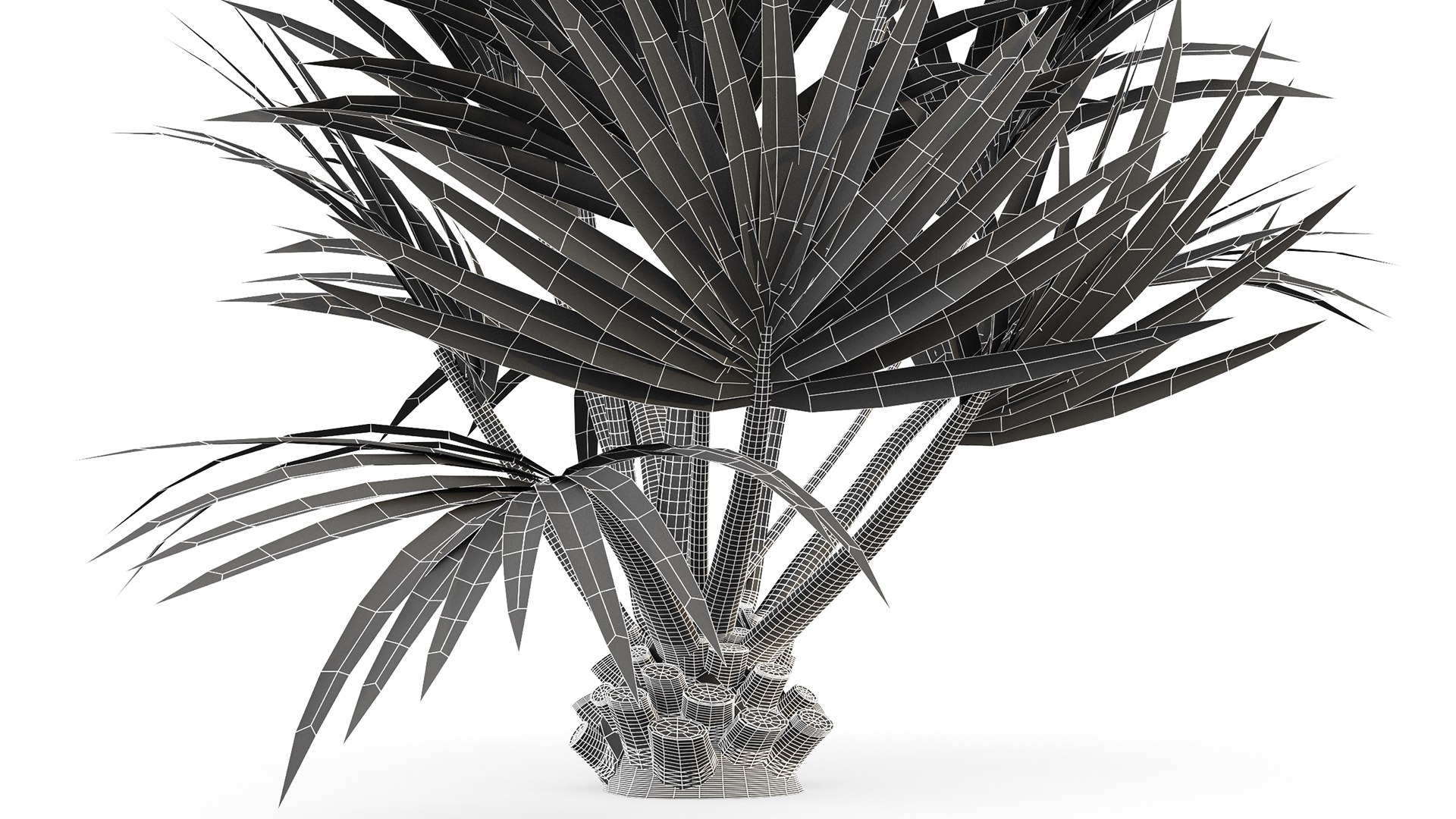 3D Model Sabal Palmetto Vray Max - TurboSquid 2254647