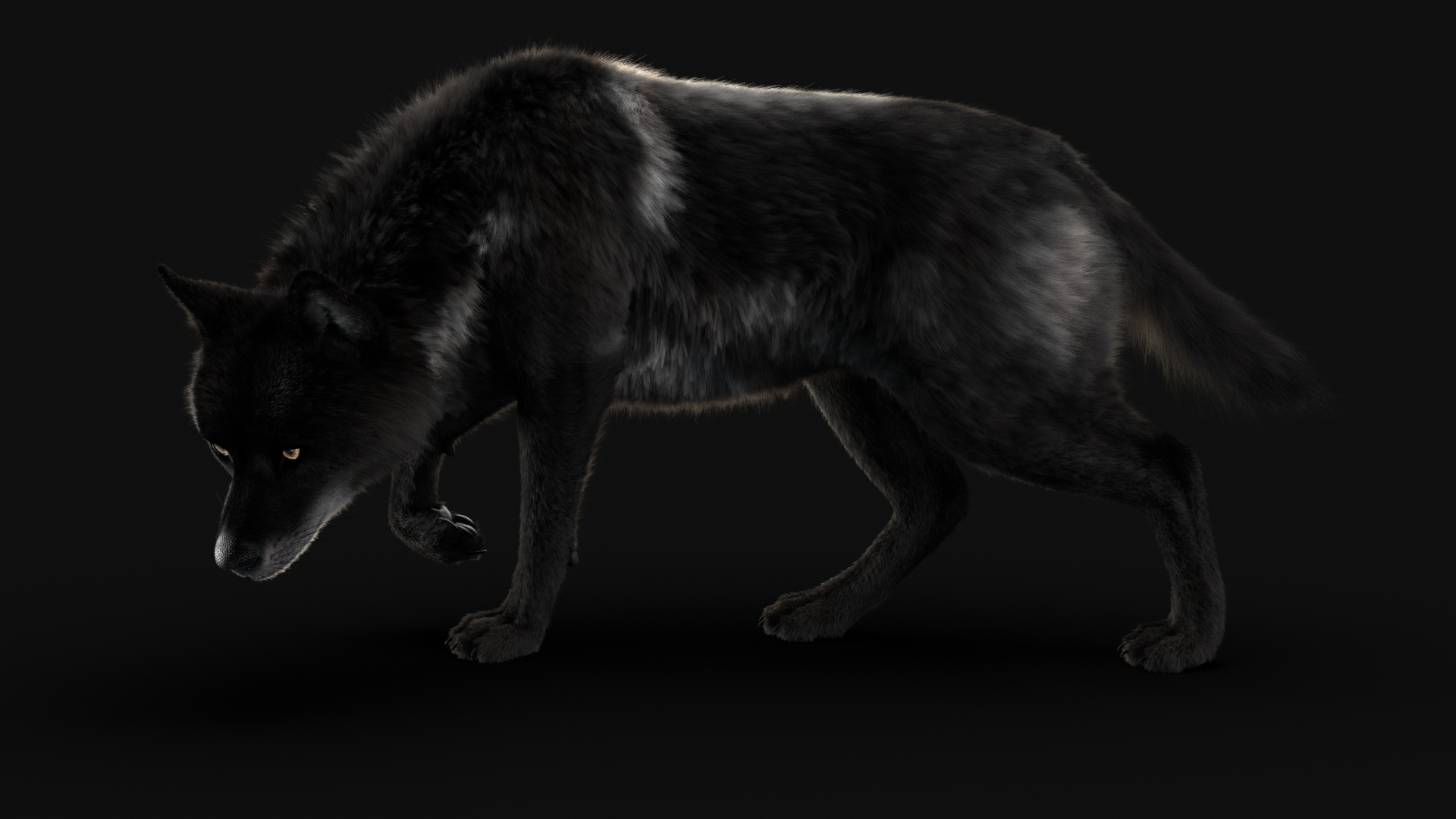 Black Timber Wolf Xgen 3D - TurboSquid 2075948