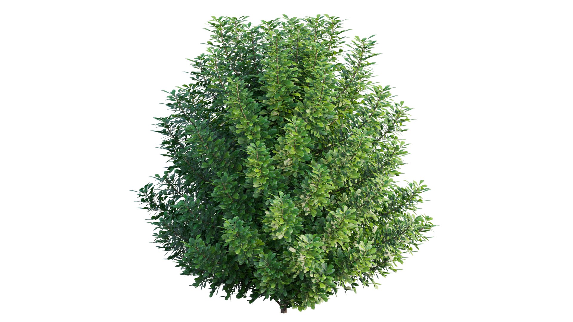 3D Aglaia duperreana plant set 04 model - TurboSquid 1837343