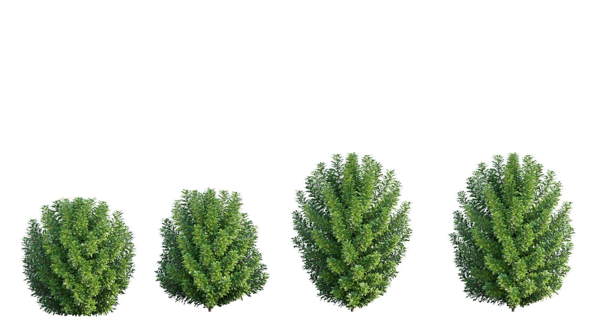 3D Aglaia duperreana plant set 04 model - TurboSquid 1837343