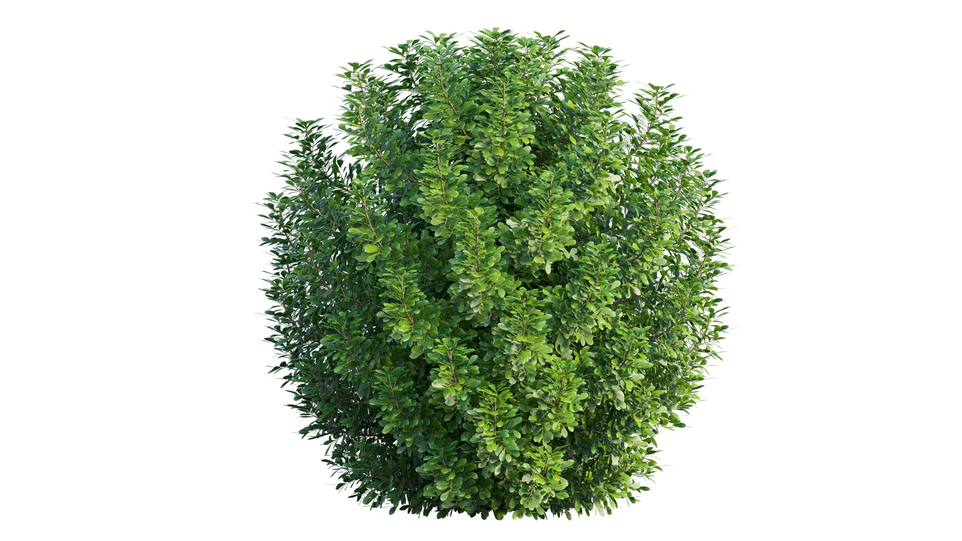 3D Aglaia duperreana plant set 04 model - TurboSquid 1837343