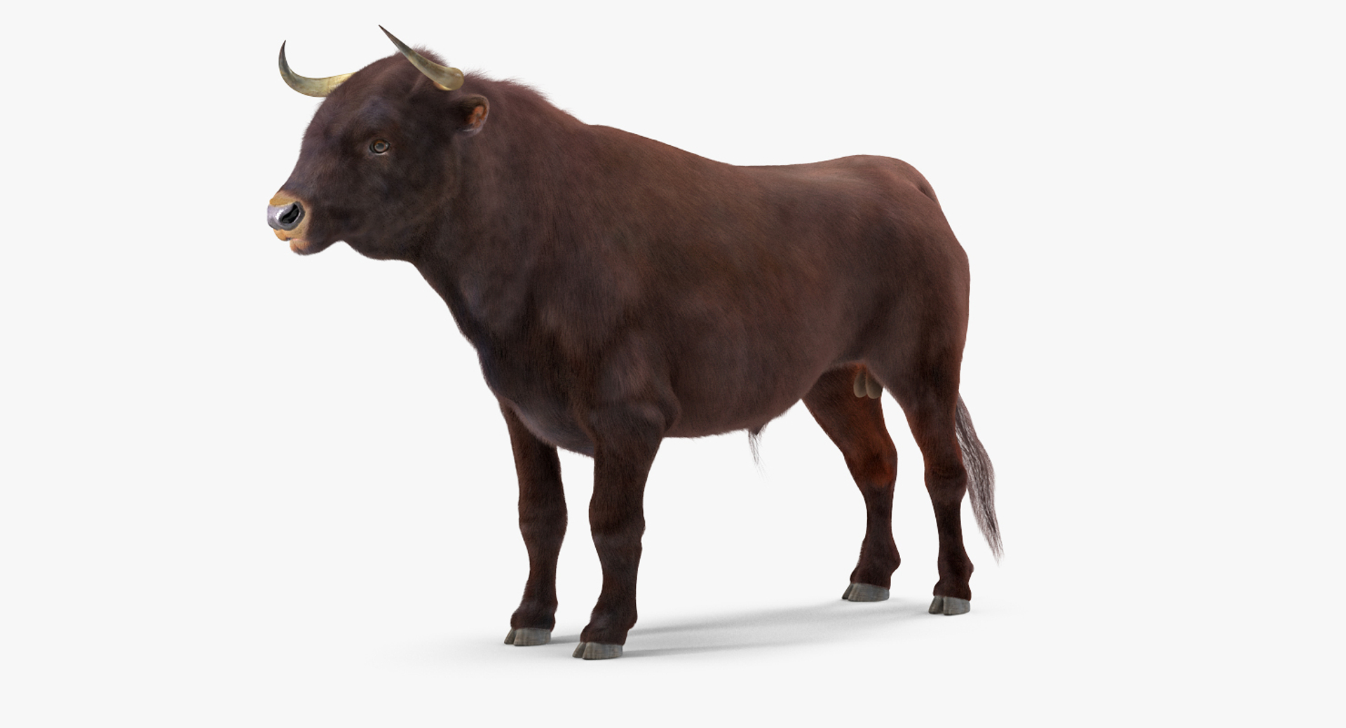 Bull Fur 3D - TurboSquid 1215648