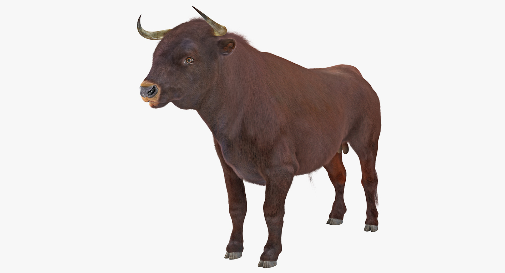 Bull fur 3D - TurboSquid 1215648