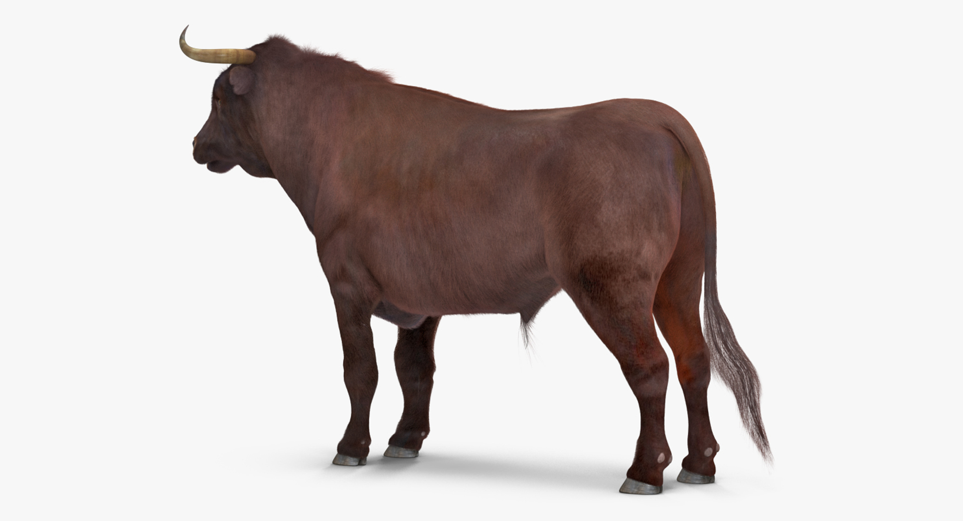 Bull fur 3D - TurboSquid 1215648