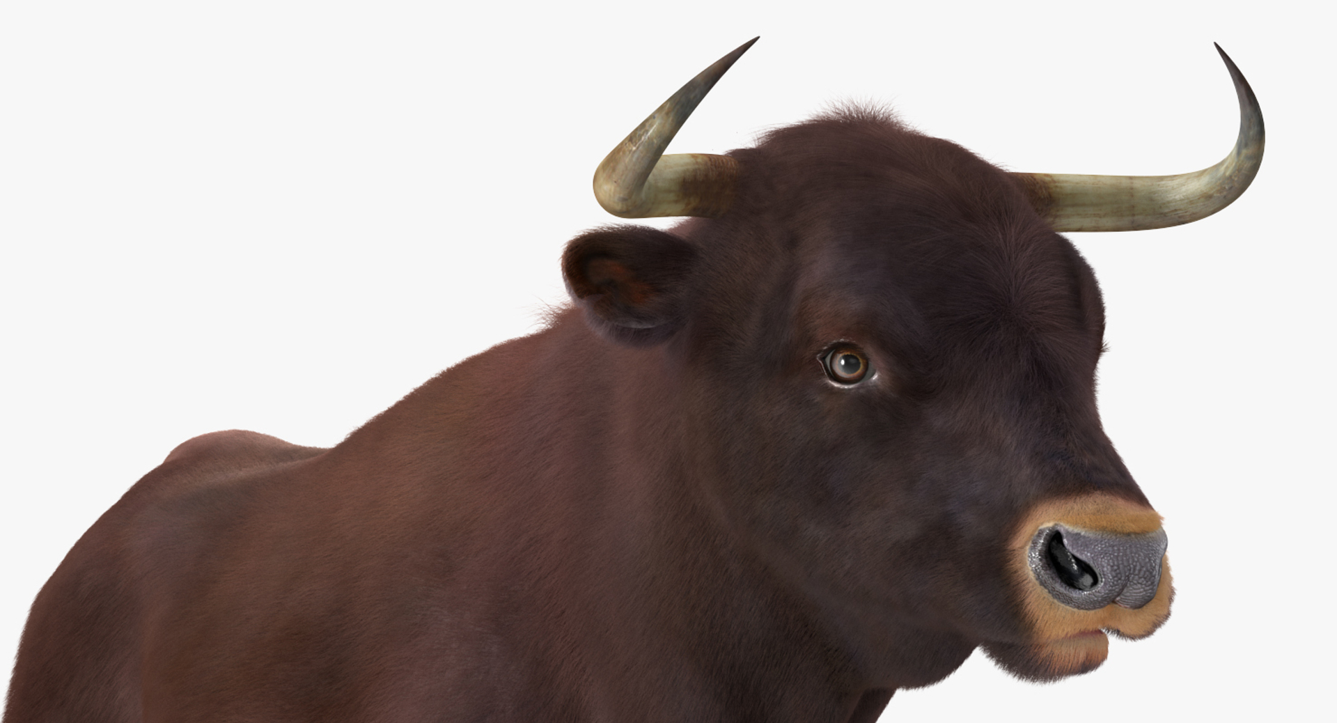 Bull fur 3D - TurboSquid 1215648