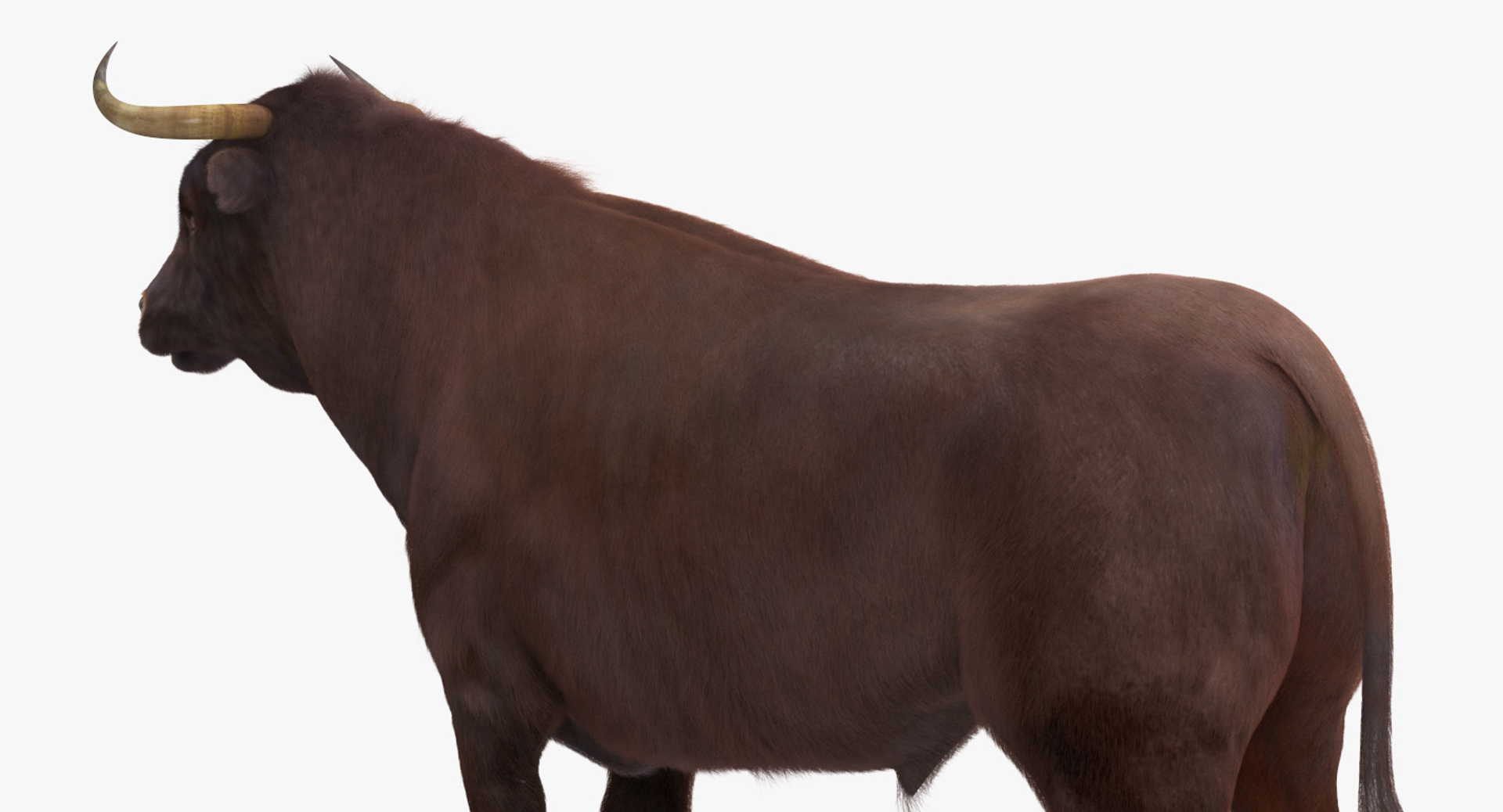 Bull fur 3D - TurboSquid 1215648