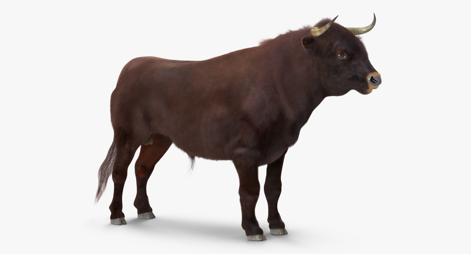Bull fur 3D - TurboSquid 1215648