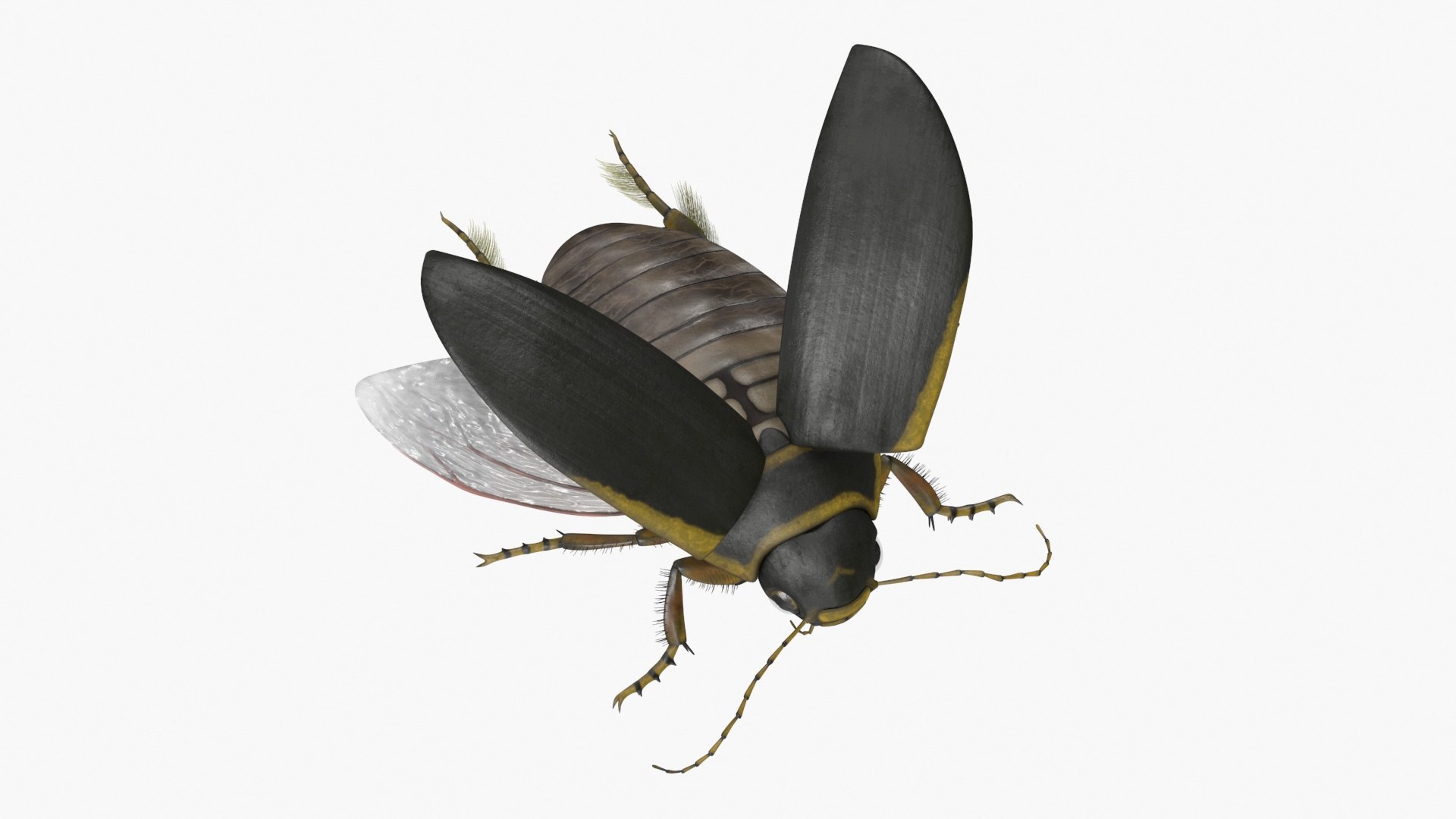 Hygrobia Beetle Brown Flying 3D Model - TurboSquid 2241953