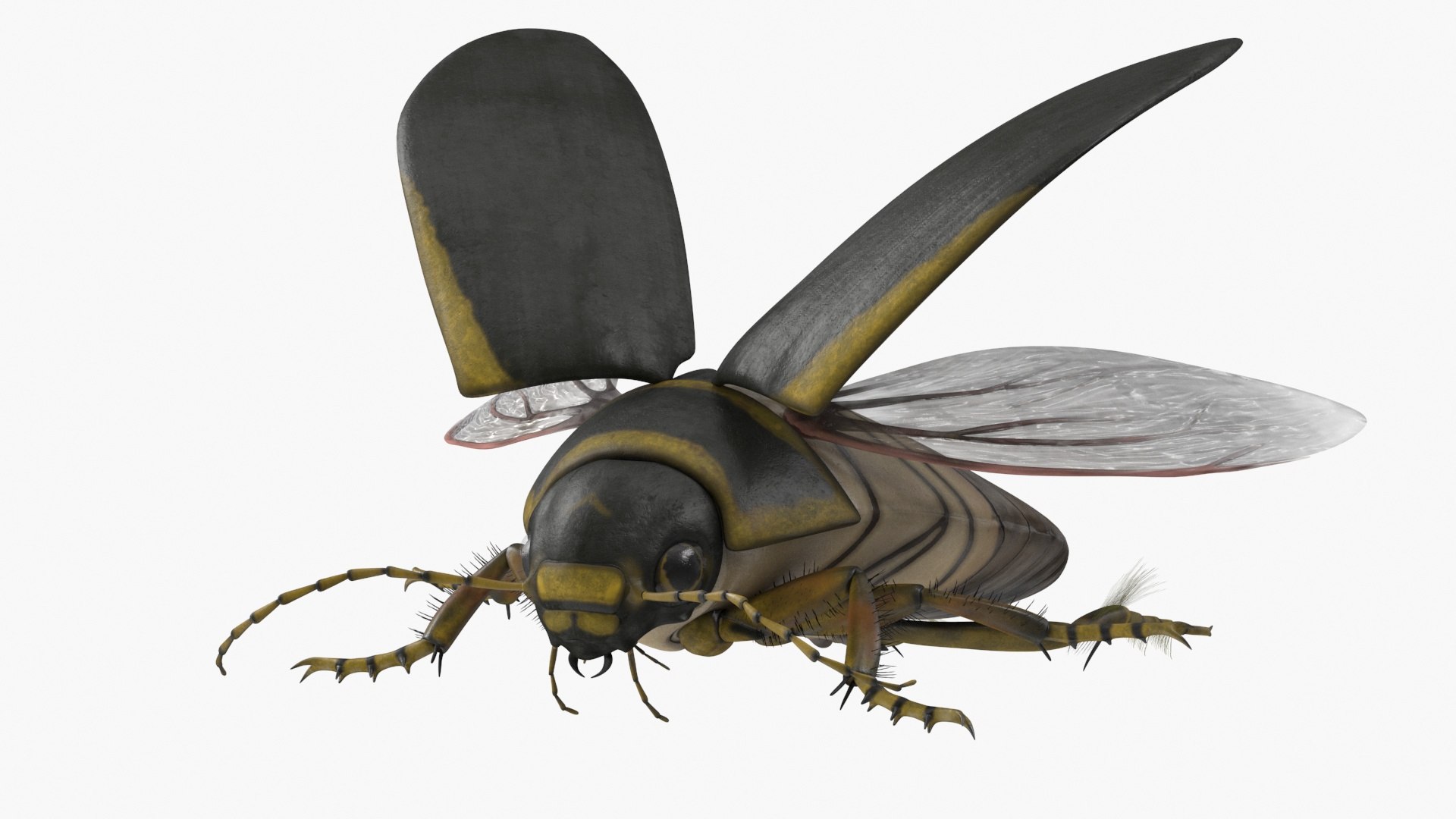 Hygrobia Beetle Brown Flying 3D Model - TurboSquid 2241953