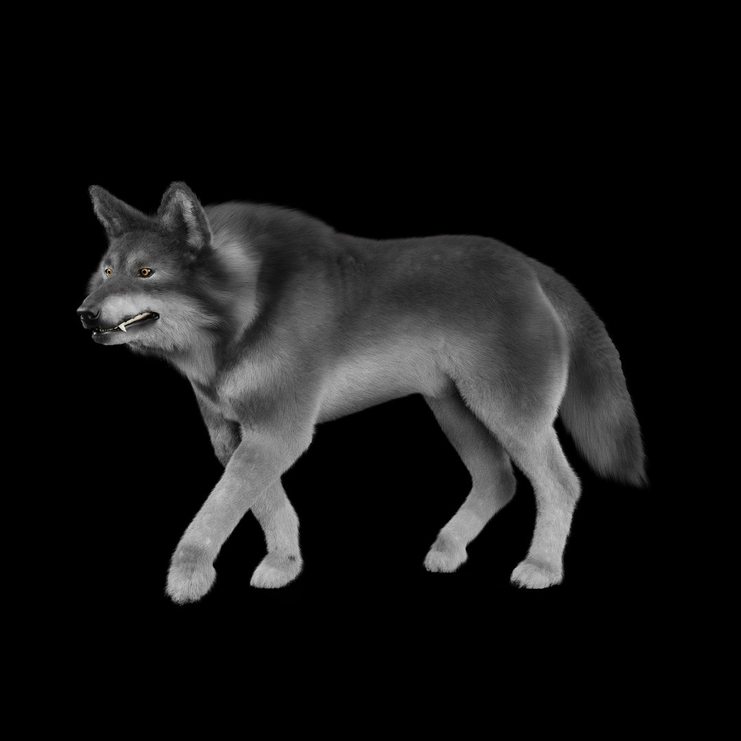 Wolf Rigged 3D Model 3D Model - TurboSquid 2261489